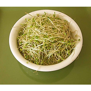 Red Clover, Microgreen for Sprouting, Red Clover Sprouting Seeds - 4 Ounces, Resealable Bag, Sprouts, Microgreens, Gardening, Food Storage Product Name