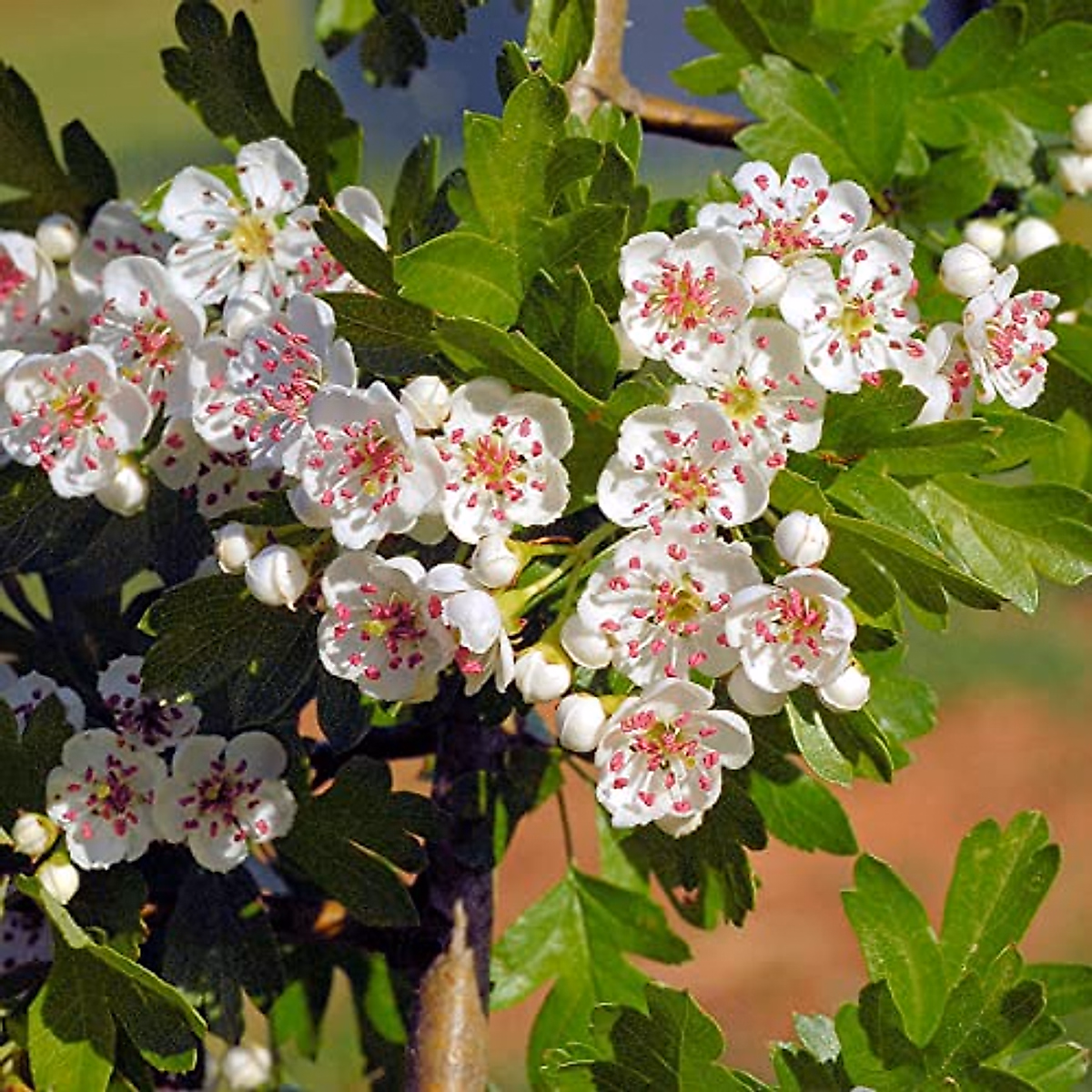 CHUXAY GARDEN 20 Seeds Crataegus Laevigata,English Hawthorn,Midland Hawthorn,May,Albespyne Small Low-Branching Deciduous Tree Edible Fruit