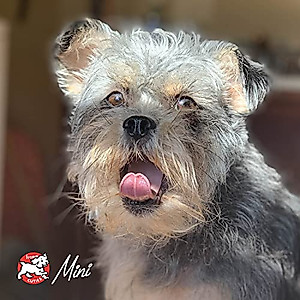 Fromm Four-Star Nutritionals Shredded Pork in Gravy Entrée Dog Food - Premium Wet Dog Food - Pork Recipe - Case of (12) 12 oz Cans