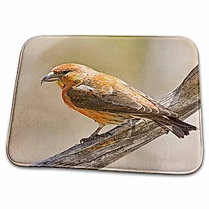 3dRose Colorado, Frisco, red crossbill bird - US06 BJA0078 -. - Dish Drying Mats (ddm-88838-1)