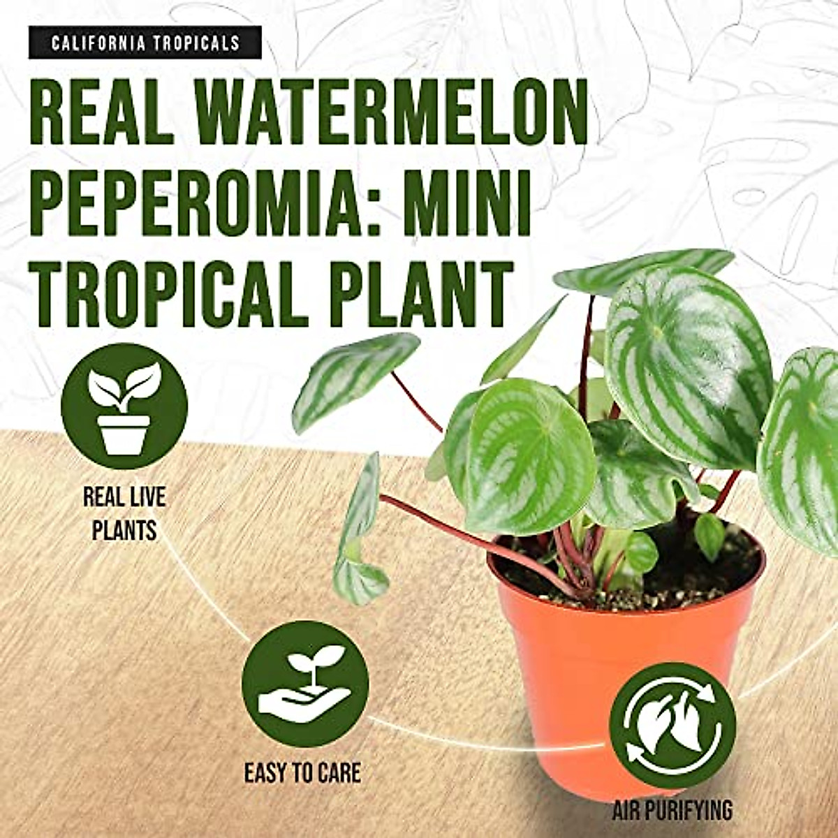 California Tropicals Watermelon Peperomia Plant - 4'' Unique Mini Houseplant - Easy Live Potted Plant for Small Indoor Spaces, Air Purifying - Tiny Garden Gem, Tropical Office Decor