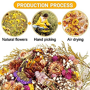 MEWTOGO 10.5Oz Hamster Bedding Decor - Natural Edible Dried Flowers Herb for Habitat Decor of Gerbils Hamsters Degus Mice Reptiles Bunny and Other Small Animals