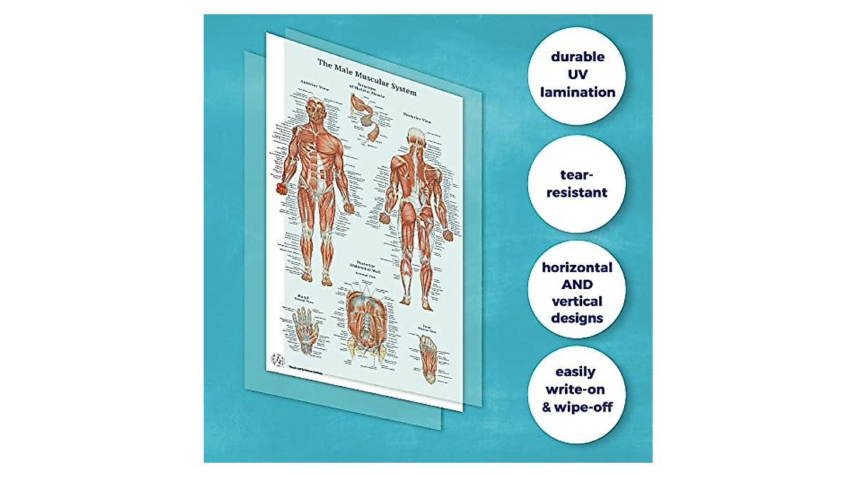 Anatomy Posters Set - Educational Wall Charts for Medical Study