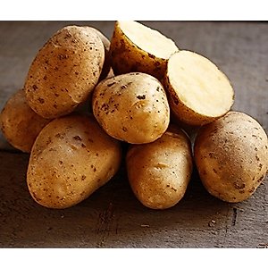 Golden Yukon Nuggets Heirloom Potato Seed 3 LBS Virus Free Non GMO