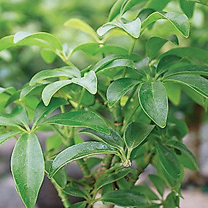 Brussel's Live Dwarf Hawaiian Umbrella Indoor Bonsai Tree - 4 Years Old; 8" to 12" Tall with Decorative Container, Humidity Tray & Deco Rock