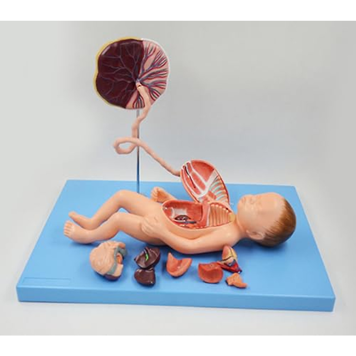 Neonatal visceral Anatomy Birth Baby Umbilical Cord Placenta Model fetal Blood Circulation Neonatal Abdominal Placenta Umbilical Cord Viscera 13 Parts