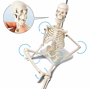 Merinden Mini Human Skeleton Model, 17.72” Petite Human Bones Model with Movable Arms, Legs and Stand, for Student, Kid to Study Small Human Skeletal System Anatomy, Physiology and to Decor Halloween