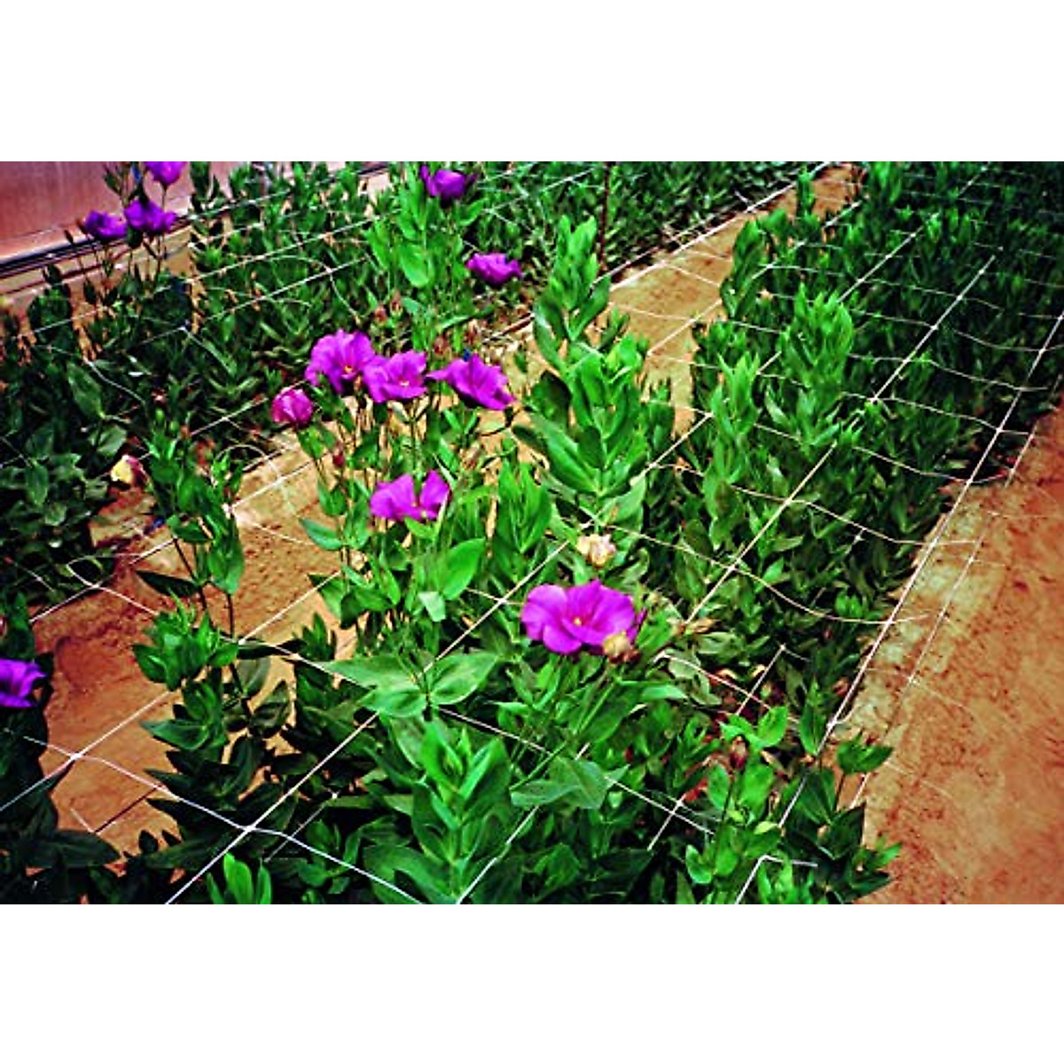 Tenax 100521793 Hortonova SM Plant Trellis Net, 48" x 328' White