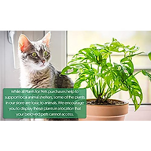 Silver Satin Pothos Plant Live Plant Hanging Basket, Silver Pothos Hanging Plant Live House Plants Indoors, Real Plants Indoor Live Plants Indoor Plants Live Houseplants Live Indoor by Plants for Pets