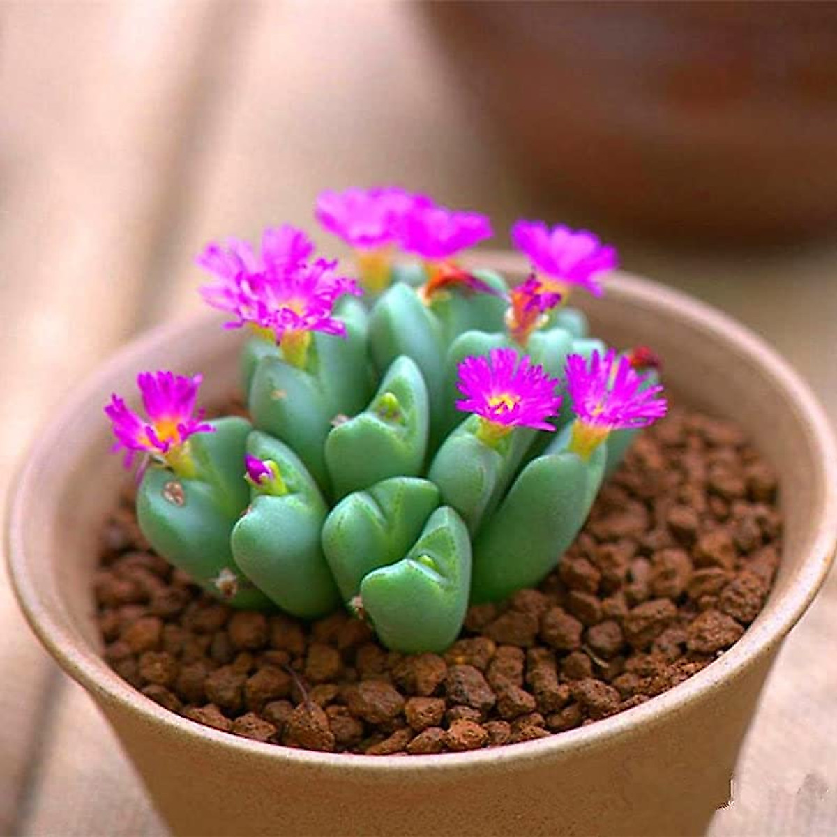 100 Lithops Bonsai Seeds Living Stones Seeds Flower Succulent Cactus 100 Mixed Seeds for Planting