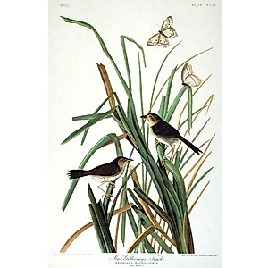 Mac GillivrayÆs Finch. From"The Birds of America" (Amsterdam Edition)