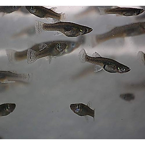 Quinn's Fins- Gambusia affins- Live mosquitofish (20 Pack)