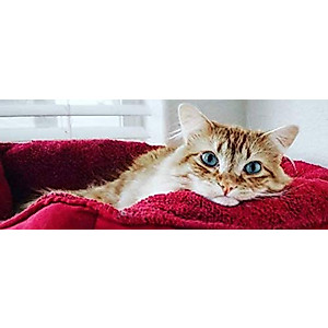 I LOVE MY PETS LLC Vitamins for Cats Senior Cats - Ultra Vitamins - CAT Health - Mineral Boost - Vitamin d for Cats - 180 Treats (2 Bottles)