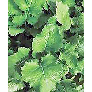 Turnip Seeds,Turnip, Seven Top, Heirloom, 50+ Seeds, Non GMO,vegatable