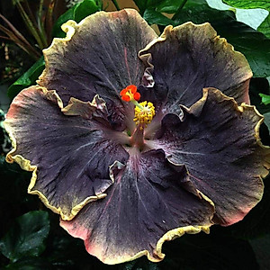 Lioder 20PCS Rare Black Pink Purple Hibiscus Seeds"Black Rainbow" Giant Flower Tropical Seeds Hibiscus Tree Seeds for Flower Potted Plants