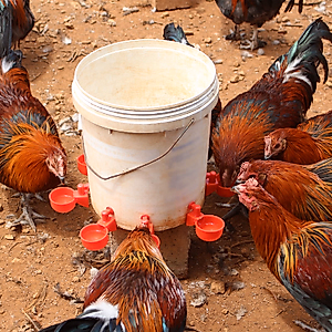 Chicken Water Cups, 6pcs Automatic Chicken Water Feeder, Poultry Waterer Kit Suitable for Chicks, Duck, Goose, Turkey and Bunny, 6-Pack