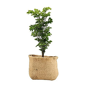 Jute Gardens 5 Pack of I Gallon Biodegradable Grow Pot Nursery Pots - Growing Plants - Plastic Free - Flowers Vegetable Planter - Potting Bags - Jute Fabric - Planting - Smart Design Pots