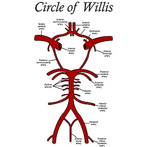CafePress Circle Of Willis Mugs Ceramic Coffee Mug, Tea Cup 11 oz