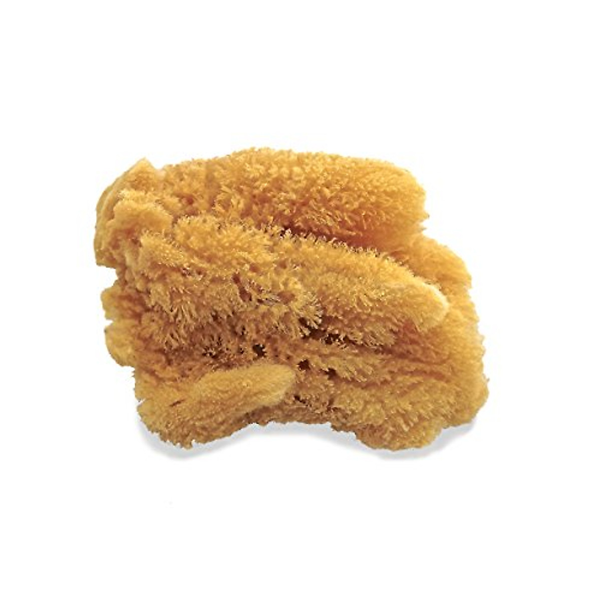 Natural Sea Sponges for Artists - Unbleached 5"-5.5" 2pc Value Pack: Great for Painting Decorating Texturing Sponging Marbling Effects Faux Finishes Crafts & More