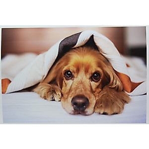 PPD 50 Sheets Inkjet Super Premium Glossy Photo Paper 11x17 68lbs 255gsm 10.5mil Tabloid Size Microporous Professional Photographer Grade Instant Dry Fade and Water Resistant (PPD-16-50)