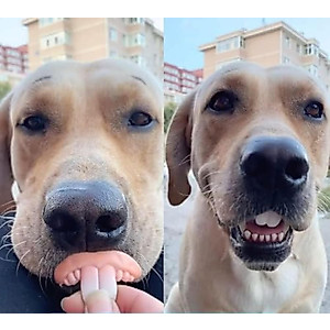 Generic 2PC Fake Teeth, Funny Fake Dog Teeth, Dog Teeth, Dog Teeth Braces, Dog Dental Braces Pet Supplies, Dog Festival Costume Suitable Dog Chew Toys for Small Medium Large Dogs (2pc)