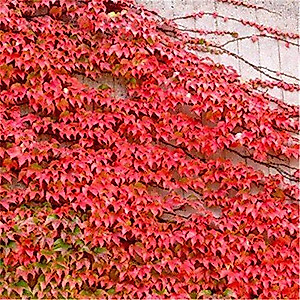 100+ Ivy Vine Liana Seeds Green Vines Climbing Beautiful Ground-Creeping Plants Bonsai Home