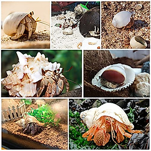 WeDoSoy 21PCS Hermit Crab Shells Large Medium Small | Sea Conch Size 1.2" - 3.9", Opening Size 0.5" - 2" | Growth Turbo Seashells for Natural Hermit Crab Supplies