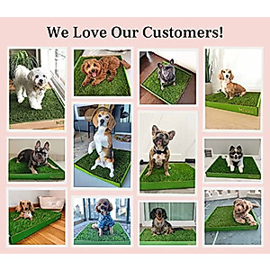 DoggieLawn Real Grass Puppy Pee Pads- 24 x 20 Inches - Perfect Indoor Litter Box for Dogs - No Mess, Easy-to-Use - Potty Training for Pets - Eco-Friendly Disposable Bathroom with Real Living Grass