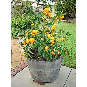 10 Edible Fruit Mandarin Bonsai Tree Seeds, Citrus Bonsai Mandarin Orange Seeds
