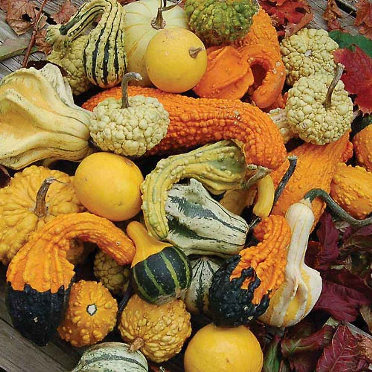 "Large Gourd Mix" Squash Seeds for Planting, 25+ Heirloom Seeds Per Packet, (Isla's Garden Seeds), Non GMO Seeds, Great Home Garden Gift, Decorative Squash Gourds