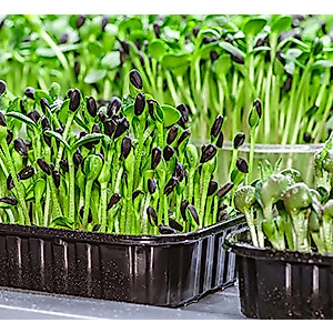 Cezoyx 10 Pack Plant Growing Trays with No Drain Holes, 15 x 11 x 2.5 Inch Garden Seed Starter Trays Hydroponics Growing Trays Nursery Tray for Seedlings, Indoor Gardening, Growing Microgreens