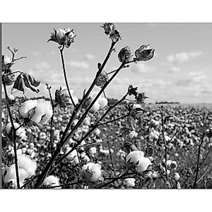 Cotton Field Blossom Ready for Harvest HD Print 11x14-8x10 Handmade in USA
