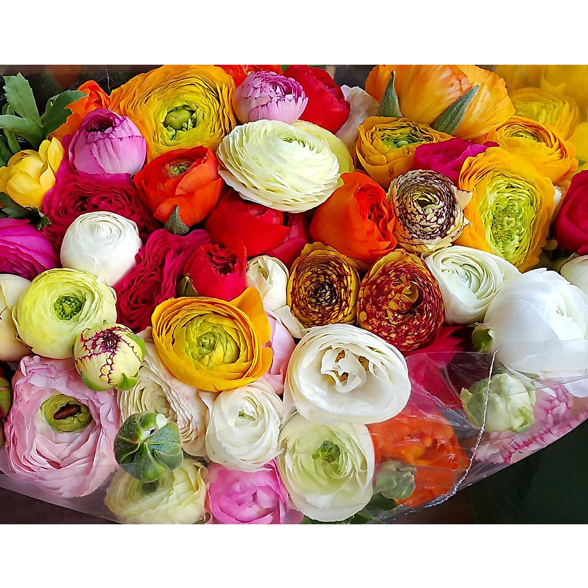 Mixed Peony Ranunculus -12 Largest Size Corms Bulbs