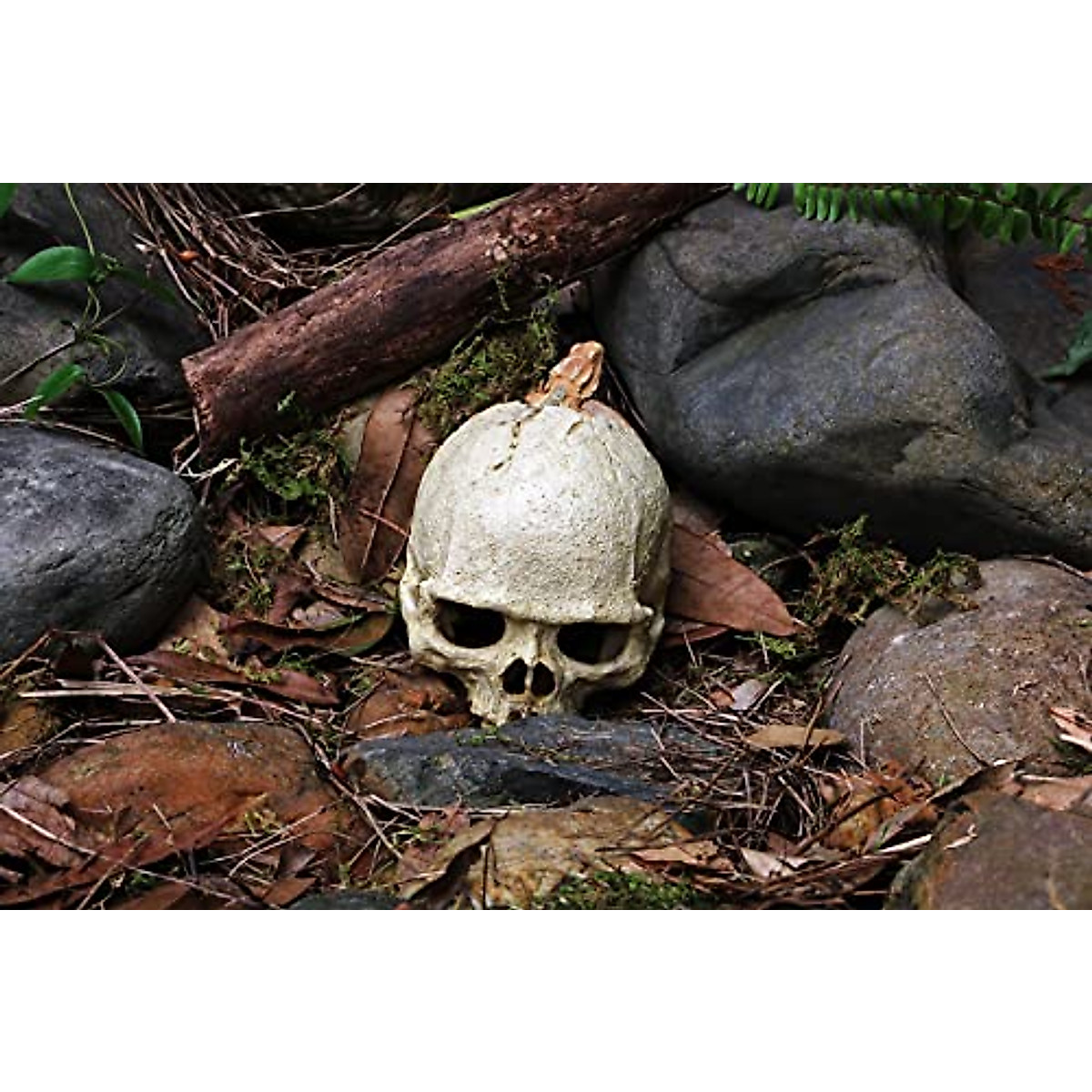 Half Skull Reptile Amphibian Habitat Hide – Premium Non-Toxic Resin for Aquariums & Terrariums – Large Size