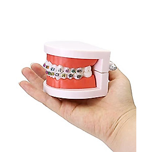 QWORK Typodonts Orthodontics Demonstration Model, Dental Tooth Research Model with Metal Wires and Ceramic Brackets, Teaching Teach Explanation Model for Adults