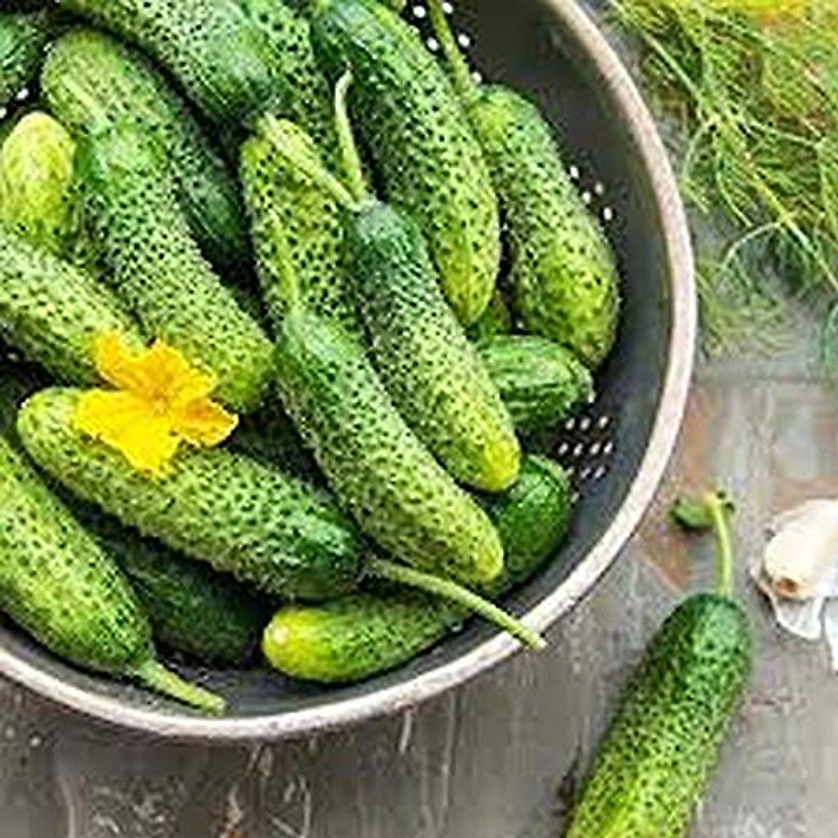 Miss Pickler F1 Cucumber Seeds - Excellent Choice for Home Gardens. Delicious(100 - Seeds)