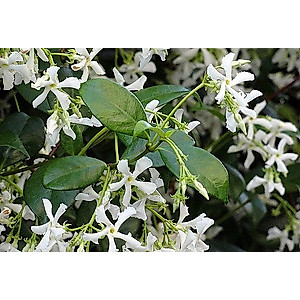 Confederate Star Jasmine Plant - 6" Pot - Extremely Fragrant Vine