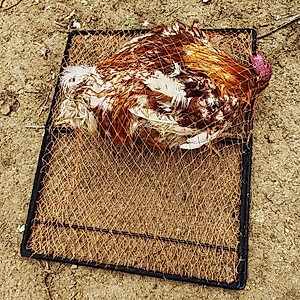 DSQSTMR Bird Trap Pigeon Sparrow Quail Starling Chicken Live Animal Control Spring Traps Snares for Trapping Catching Net