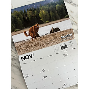 Pooping Pooches White Elephant Gag Gift Calendar