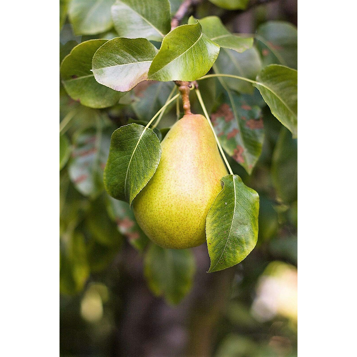 European Pear Tree Pyrus Communis Fruit Seeds - White Flowers / Green Fruit rasa1ca (25 Seeds)