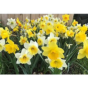 60 Days of Daffodils Mix - 50 Bulbs!! A Random, Colorful Mix of Daffodils!