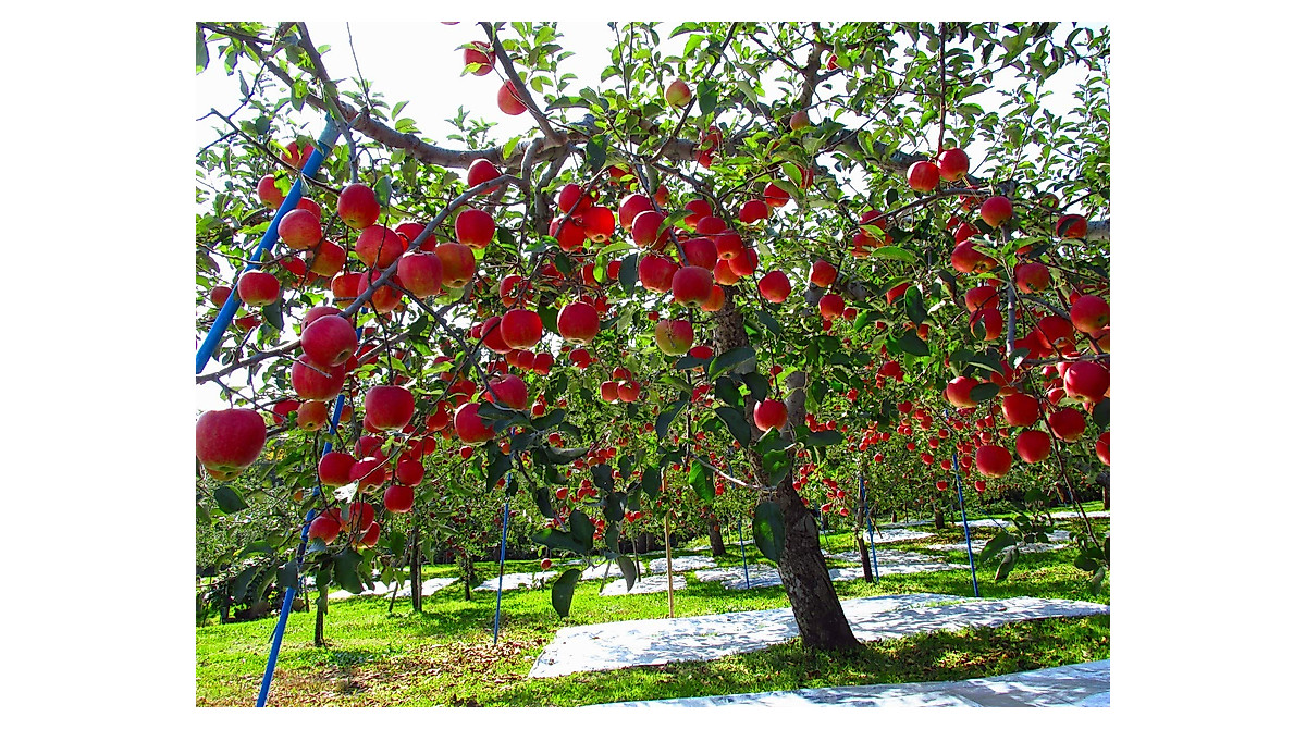 Fuji Apple Tree - Grow Delicious Fresh Fruit Home