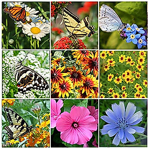 Perennial Wildflower Seeds Package with 31 Different Varieties 100,000+ Seeds, Hummingbird and Butterfly Garden Seeds, Popular Perennial Flower Seeds, Non-GMO Wildflower Seeds Mix for Your Garden