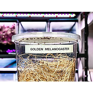 Creation Cultivated - Golden Drosophila Melanogaster (Flightless Fruit Fly Culture 32oz Cup) / Live Insects for Jumping Spiders, Praying Mantis, Geckos, Lizards, Dart Frog Food
