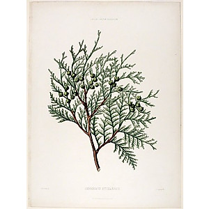 Cupressus nutkaensis (Nootka or Alaska Cedar)