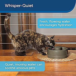 PetSafe Current Pet Water Fountain - Circulating Drinking Fountain for Cats and Dogs - Small, Forest, 40 oz Capacity Water Dispenser - Carbon Filter Included - Easy to Clean Design