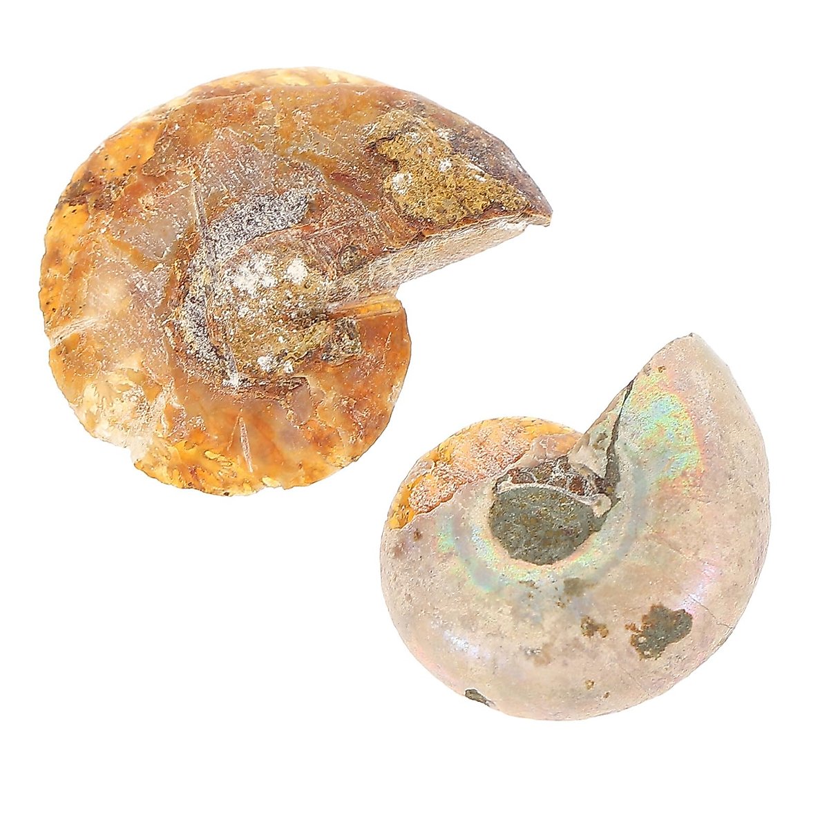 iplusmile 2pcs Animal Fossil Collection Paleontology Fossil Sample Science Specimen Snails Ammonite Fossil Ornaments for Biological Science Educational Teaching Props