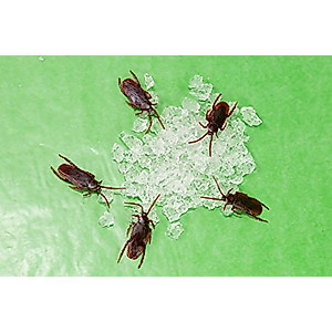 G&T Country Living Cricket Food and Dubia Roach Chow/Feed (2 Lbs.) - (1 Oz.) Packet of Water Gel Crystals - Premium Food to Raise Your Feeder Crickets and Dubia Roaches