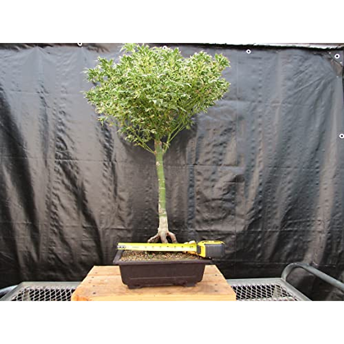 39 Year Old Japanese Butterfly Maple Specimen Bonsai Tree