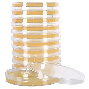 Sabdex (Sabouraud Dextrose) Agar with Chloramphenicol, Deep Fill, 15x100mm Plate, Order by The Package of 10, by Hardy Diagnostics